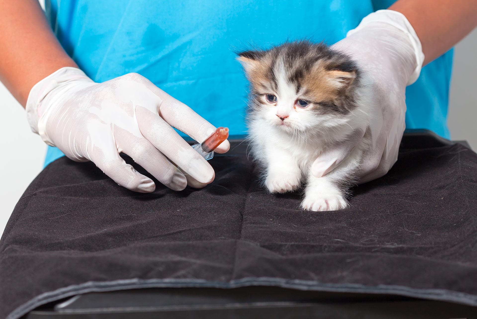 Vermifuge chatte allaitante : Quand vermifuger son chat