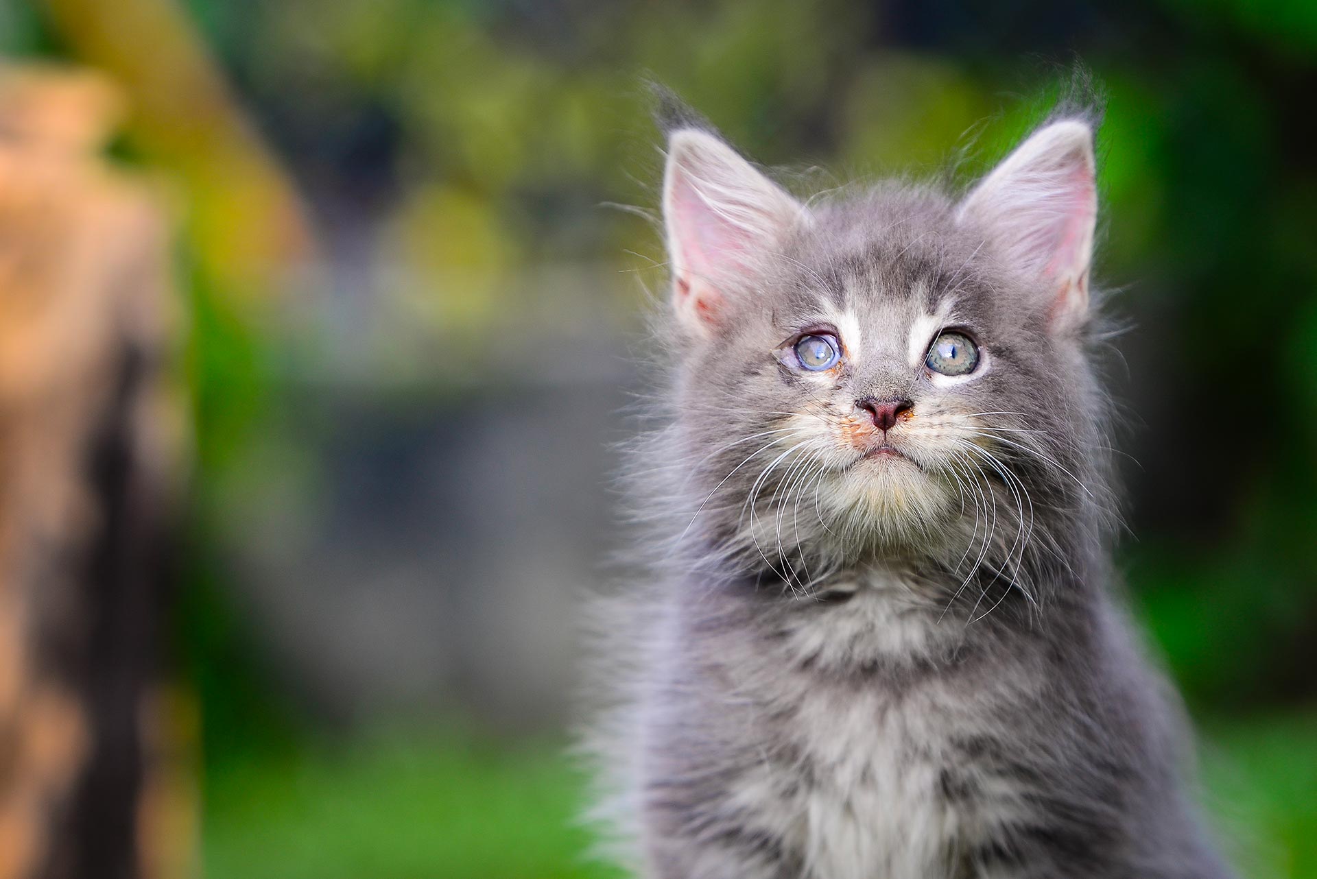 Coryza du chat : durée de vie d'un chat atteint du coryza