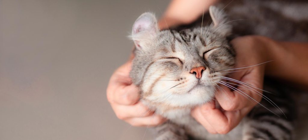 Mon chat se gratte les oreilles : Okivét vous dit pourquoi