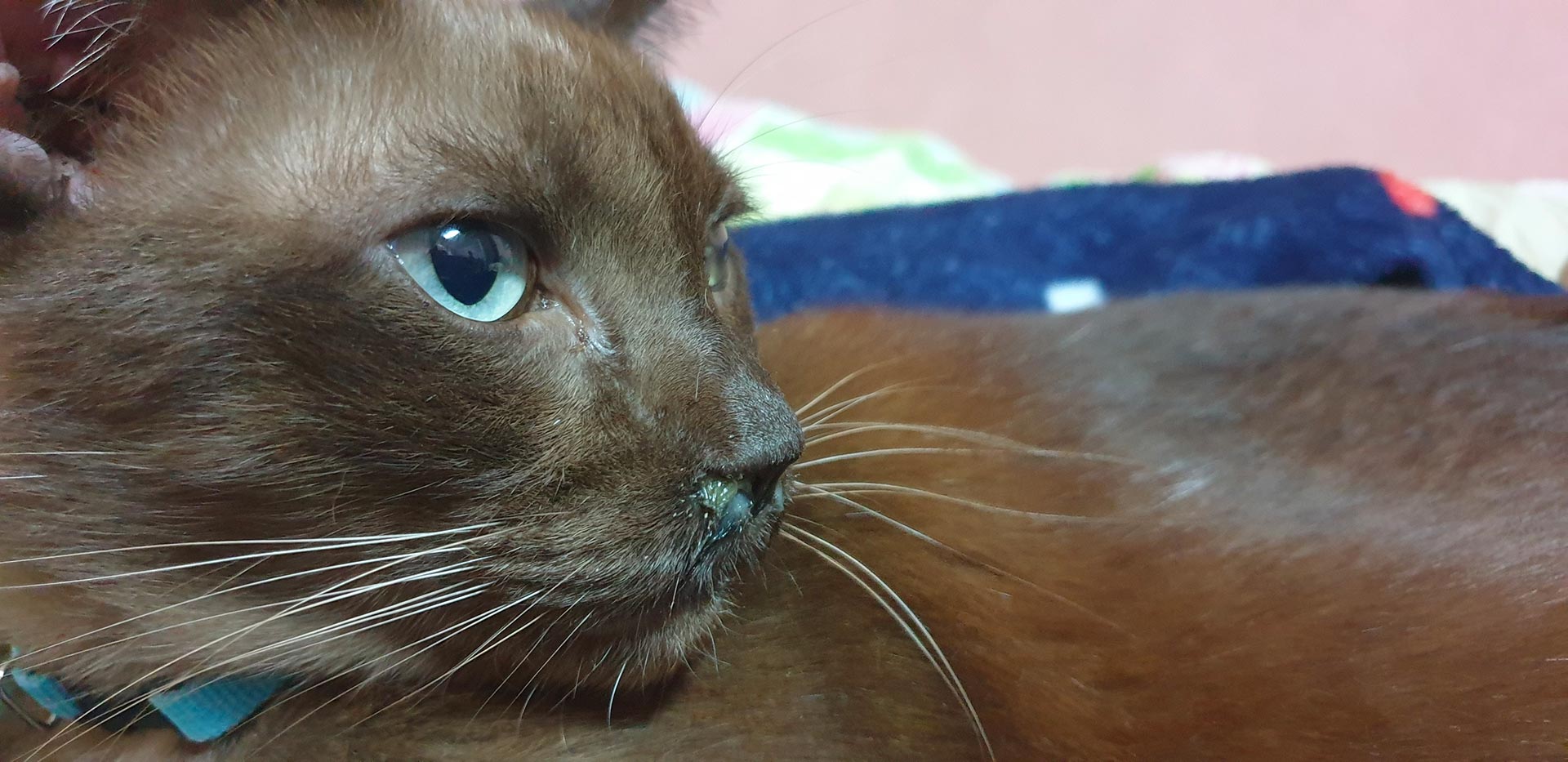 Coryza du chat : durée de vie d'un chat atteint du coryza