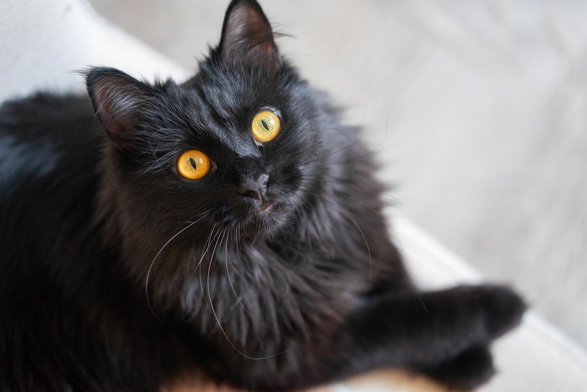Gestation de la chatte : étapes et soins essentiels