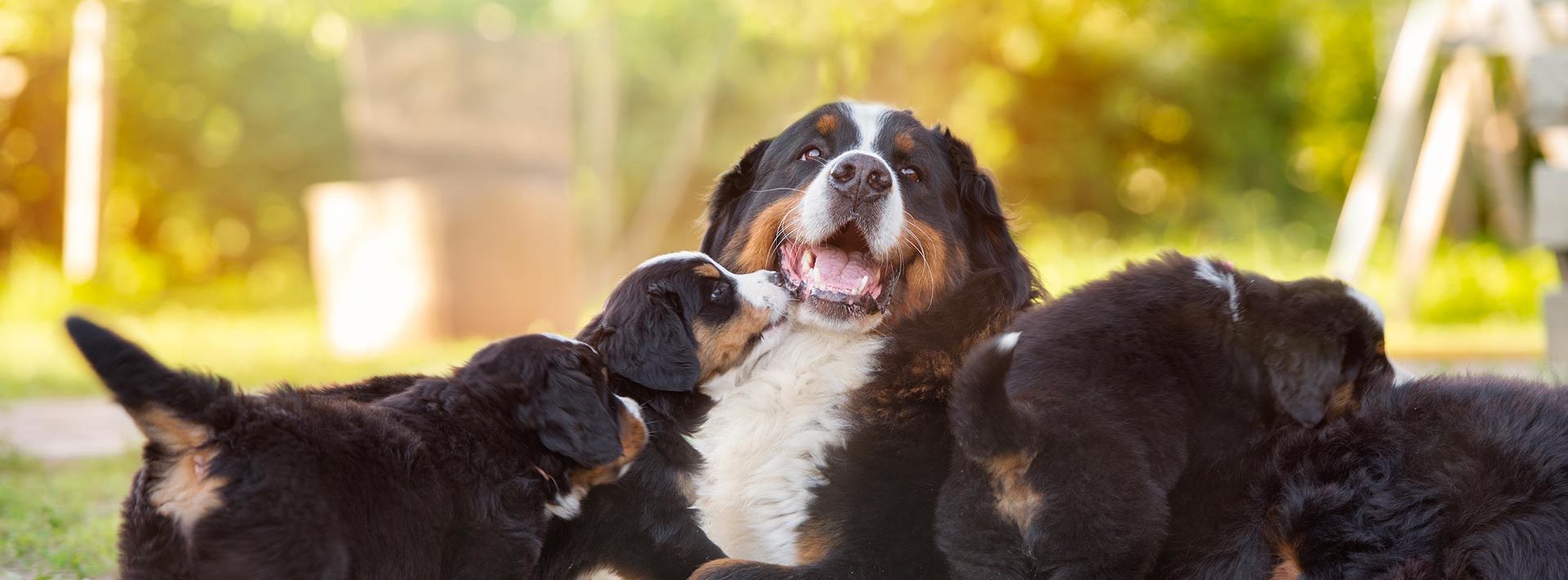 Sevrage chiots : Le guide complet et les dates importantes