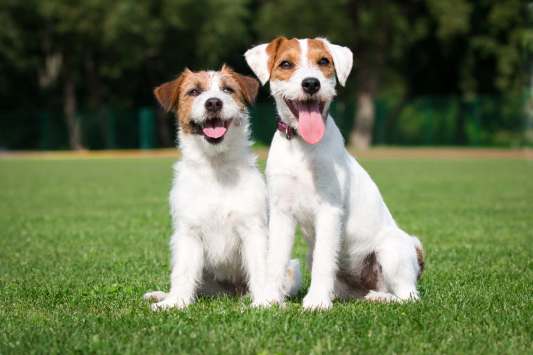 Reproduction : accouplement chien combien de fois par jour