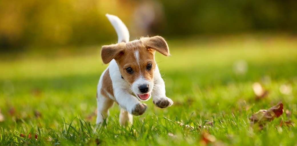 Dentition chiot 6 mois : Connaître les caractéristiques