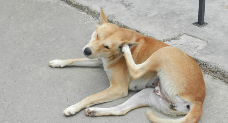 Les puces du chien : les repérer et les éliminer grâce à Okivét Les puces du chien : les repérer et les éliminer grâce à Okivét