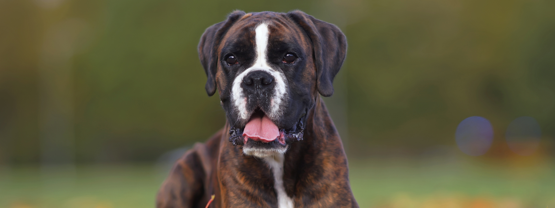 Mieux comprendre la dermatite atopique canine - Okivét