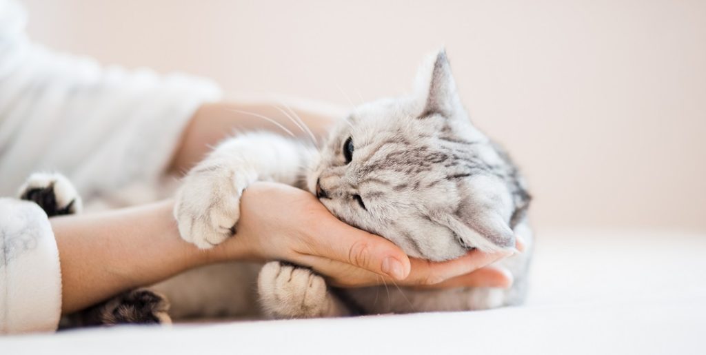 Cohabitation chat femme enceinte : astuces