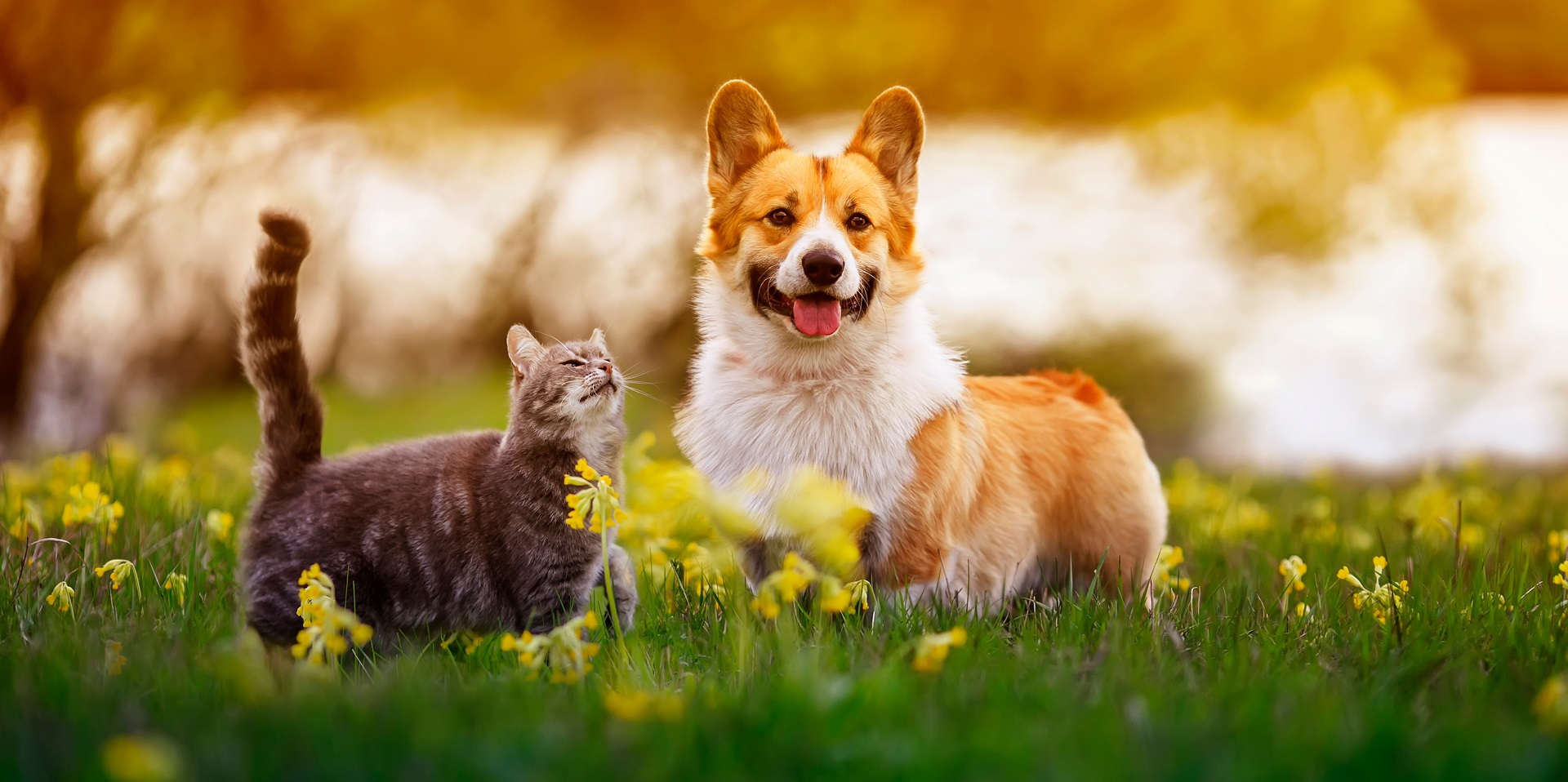 Donner un animal, quelles obligations pour un particulier, Okivét vous ...