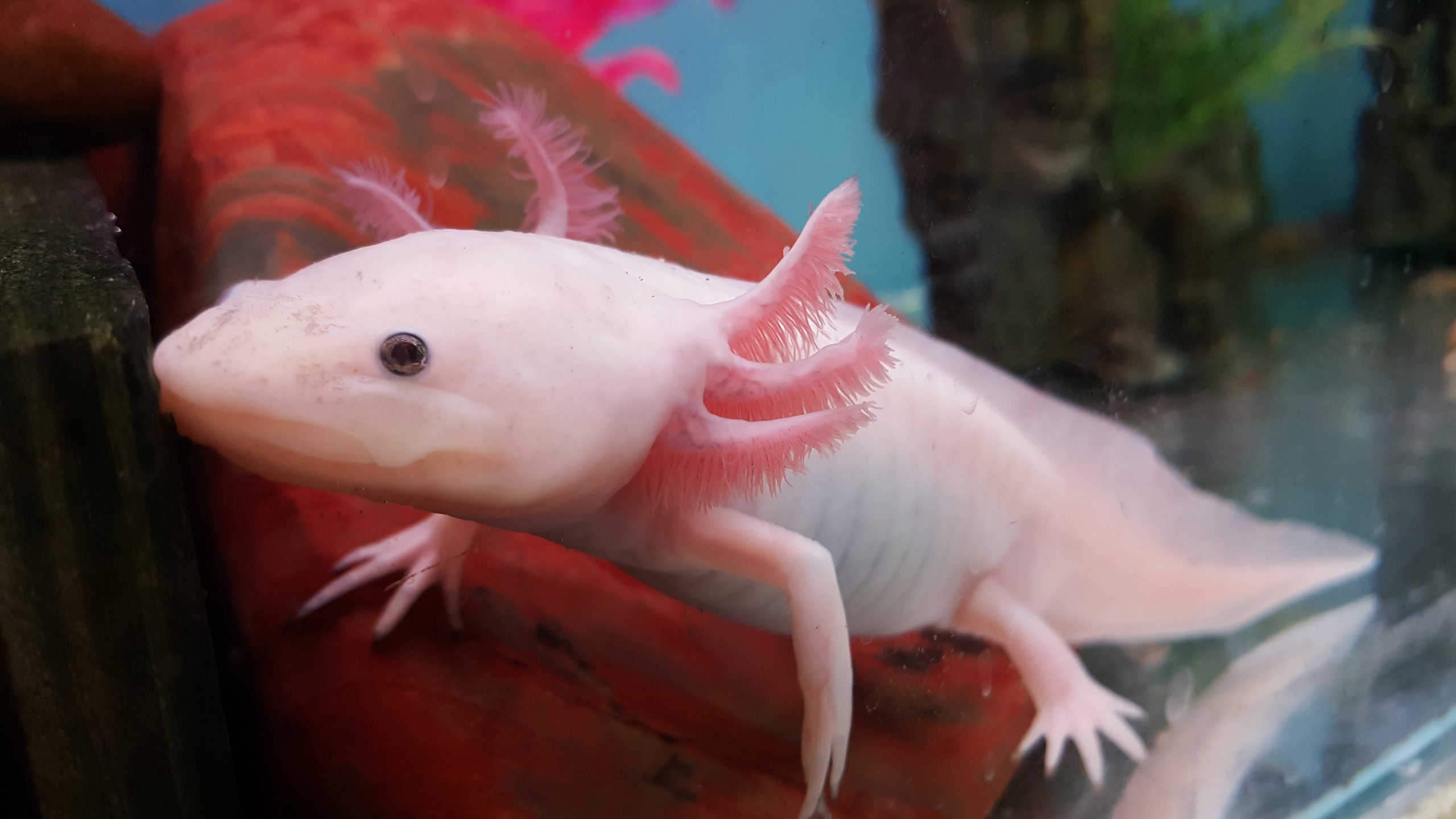 Axolotl eau : Qualité d'eau idéale pour un axolotl